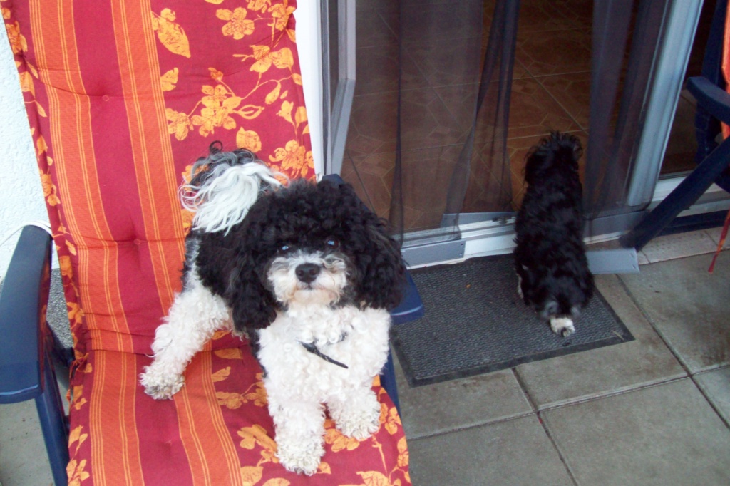 WUNDERSCHÖNER HARLEKIN-ZWERG-PUDEL RÜDE - Pudel