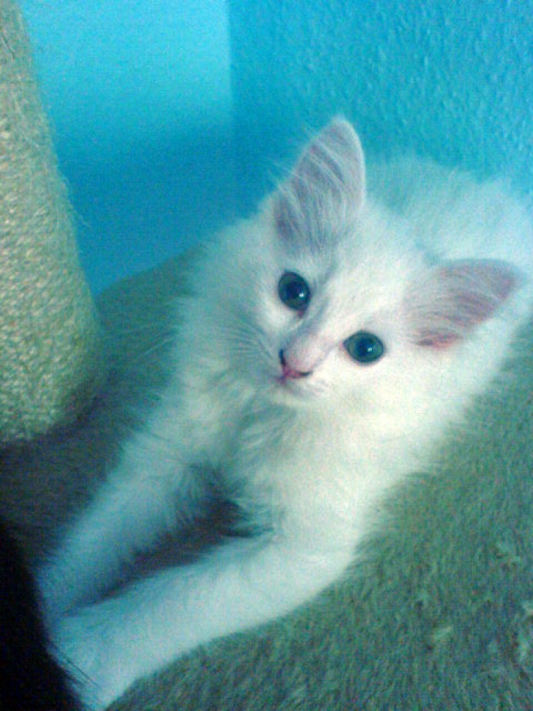 Hallo ich bin ein weißer Maine Coon Kater 15 Wo. - Maine Coon Hallo ich bin ein weißer Maine Coon Kater 15 Wo. - Maine Coon