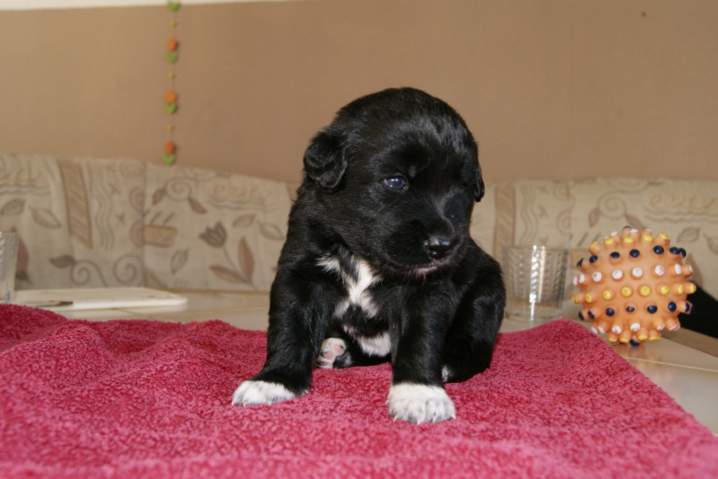 Tieranzeigen Mischlingswelpen Kleinanzeigen