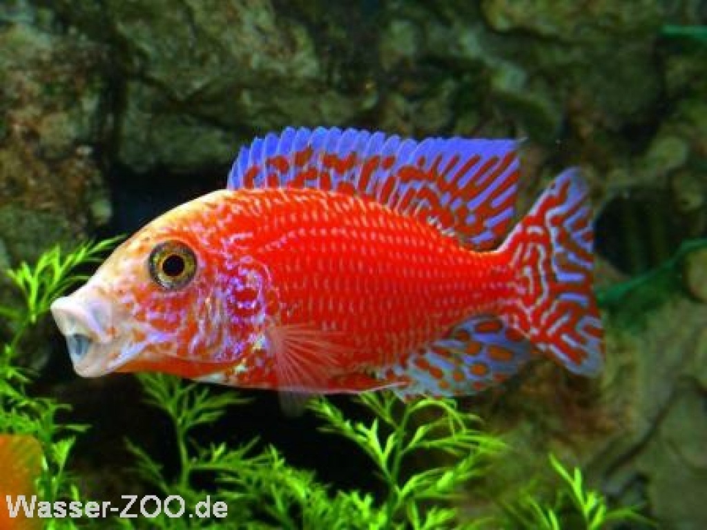 Aulonocara FireFish Coral Red (Malawi - Barsch) - Barsche