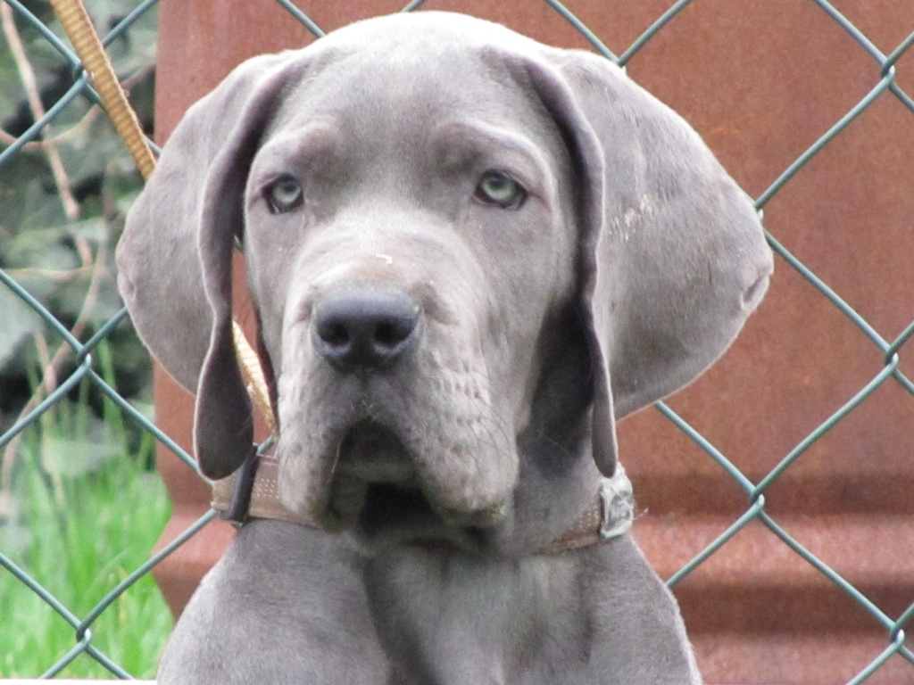 Blaue Deutsche Doggen Welpen! - Dogge