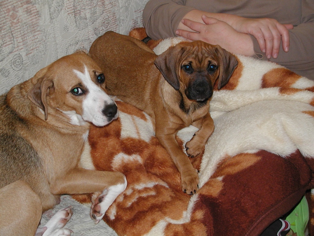 BGS Rüde und Beagle-Mix Hündin entlaufen - Ent - Zugelaufen