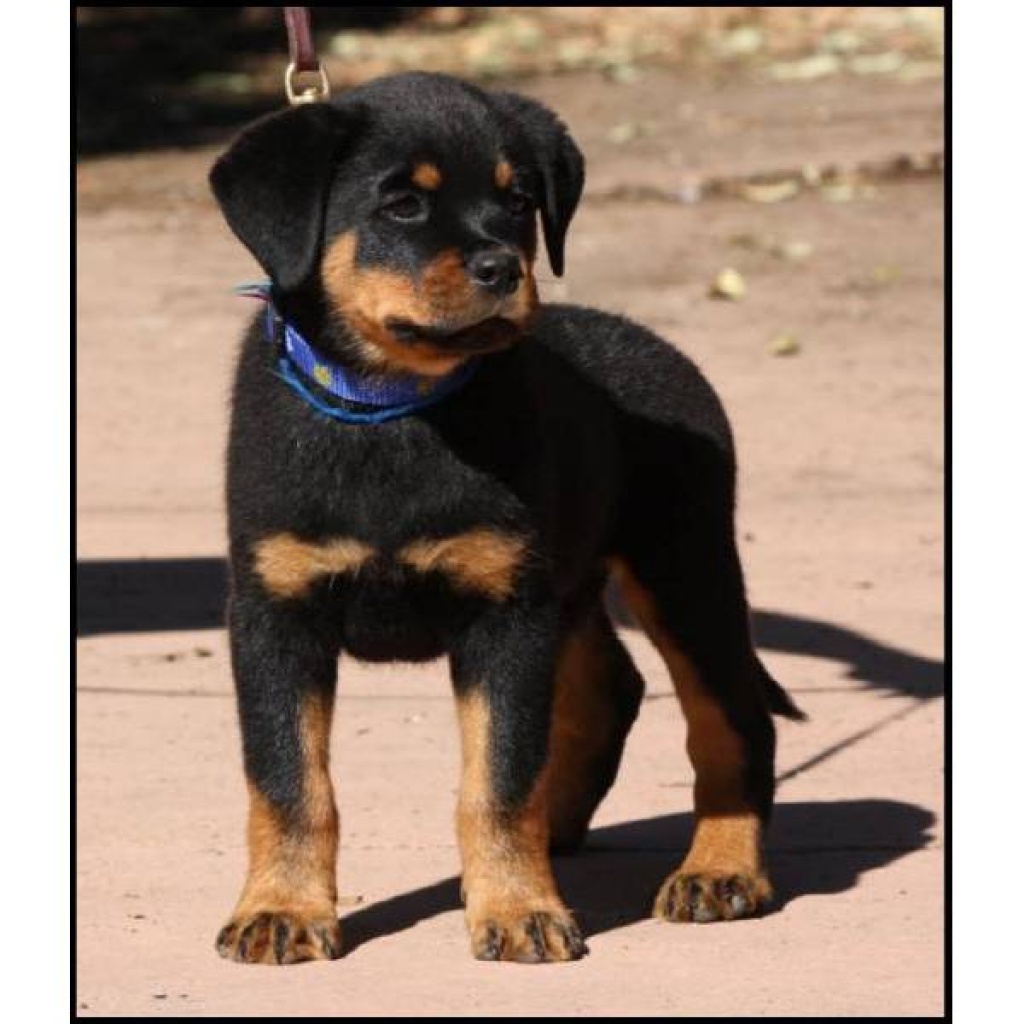 Adrk Rottweilerwelpen – Rottweiler Züchter und Welpen in Deutschland ...