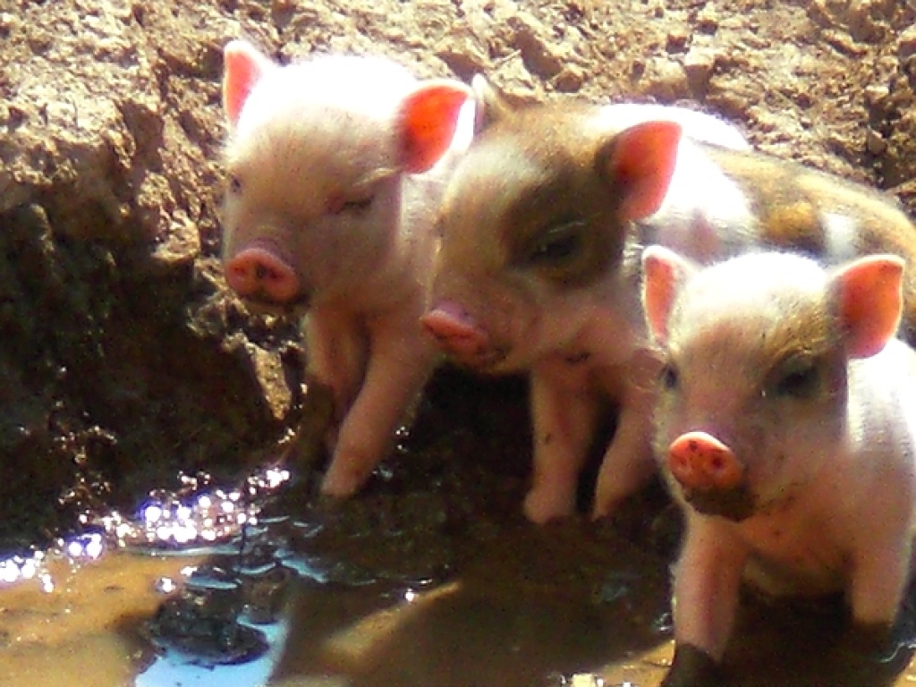 Tieranzeigen Kleinbleibend Kleinanzeigen