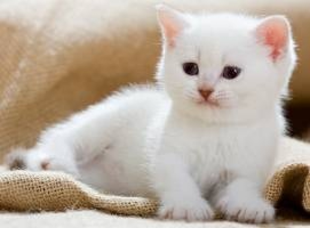 Tieranzeigen Schneeweiss Kleinanzeigen