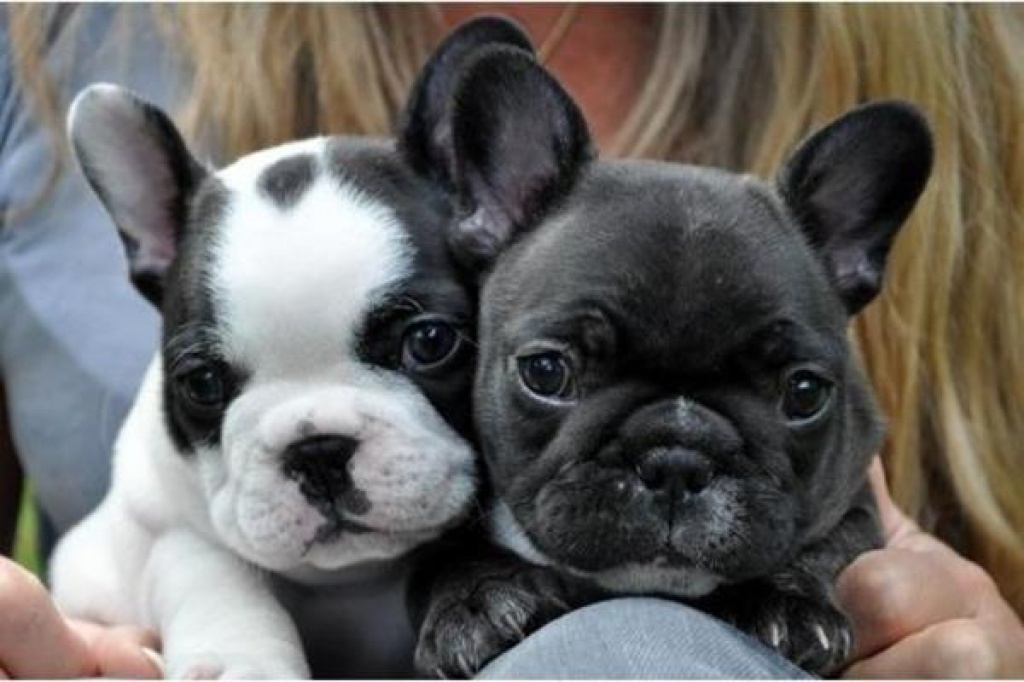Französische Bulldogg welpen - Französische Bulldogge