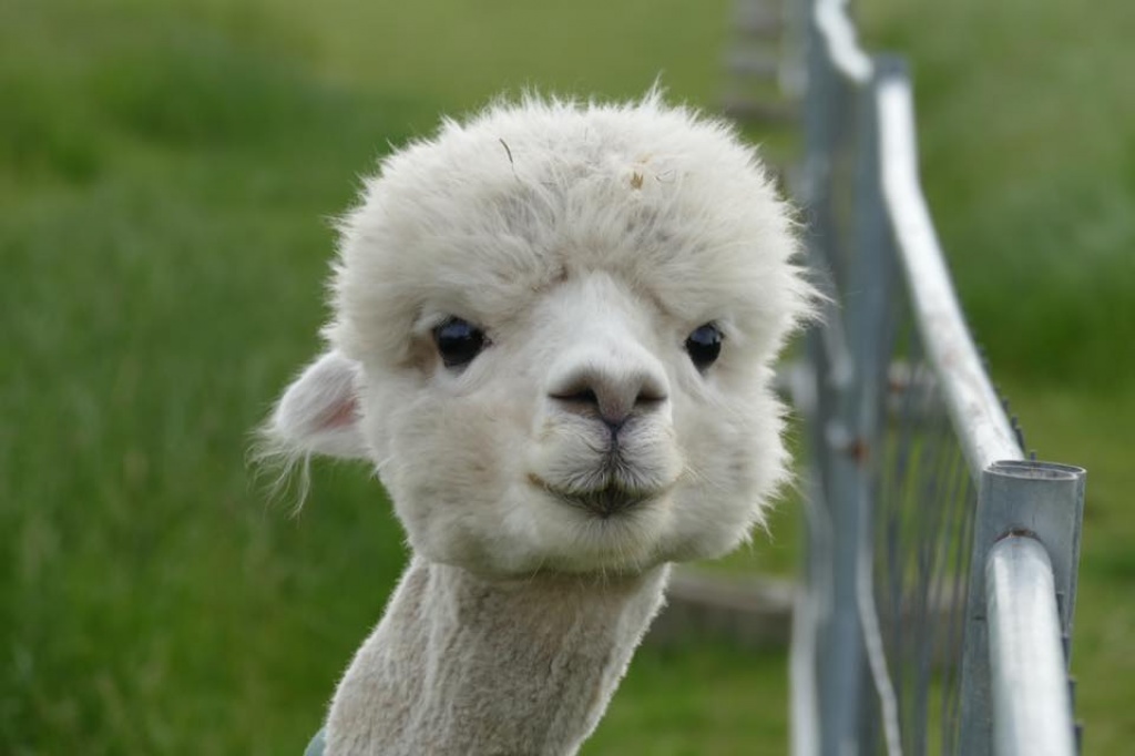 Nutztiere - Alpaka Tieranzeigen
