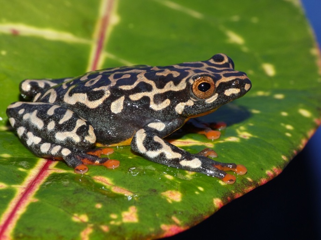 Amphibien Tieranzeigen