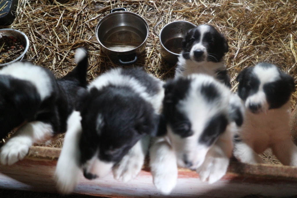 Tieranzeigen Hundewelpen Kleinanzeigen