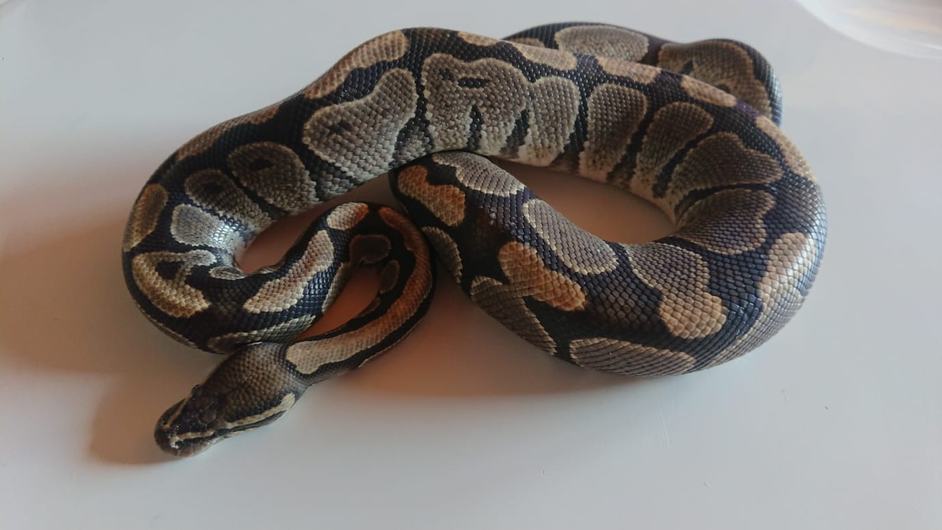 Königspython 1.0 DNZ 2011 Python regius - Python