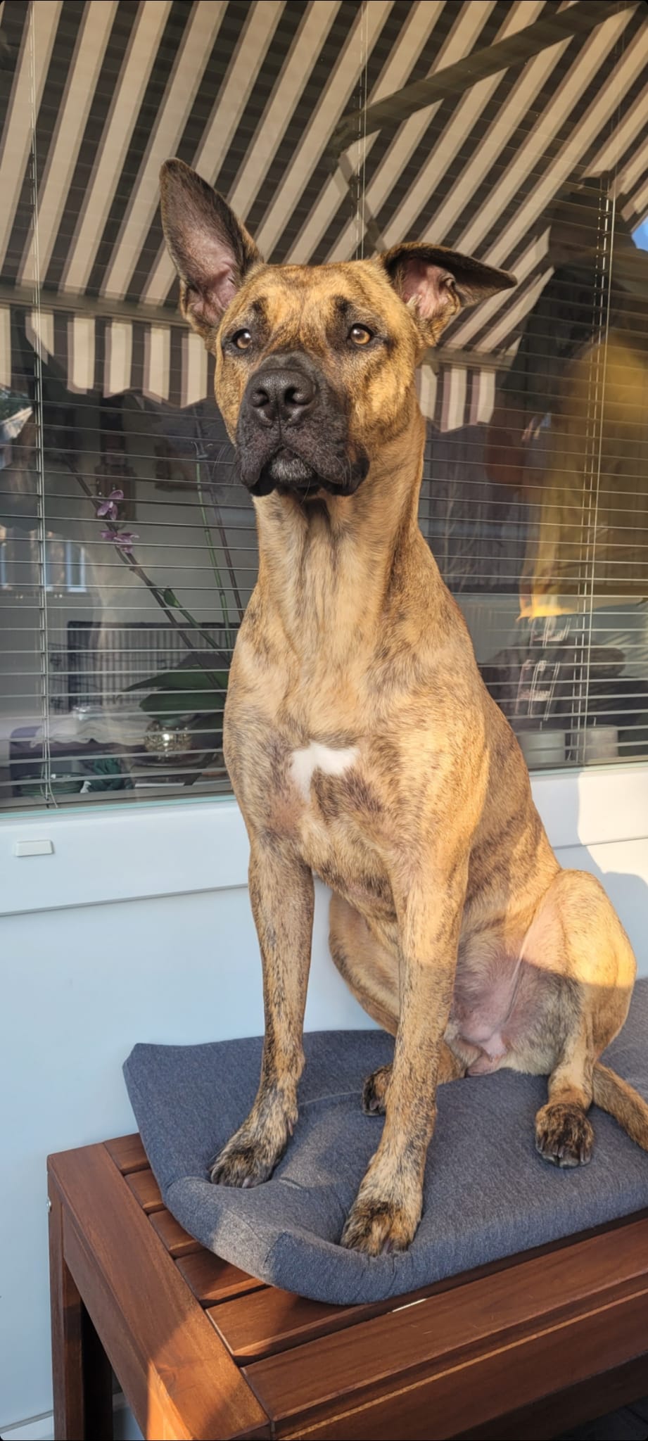 Liebevoller Malinois Boxer Mischling - Mischlinge