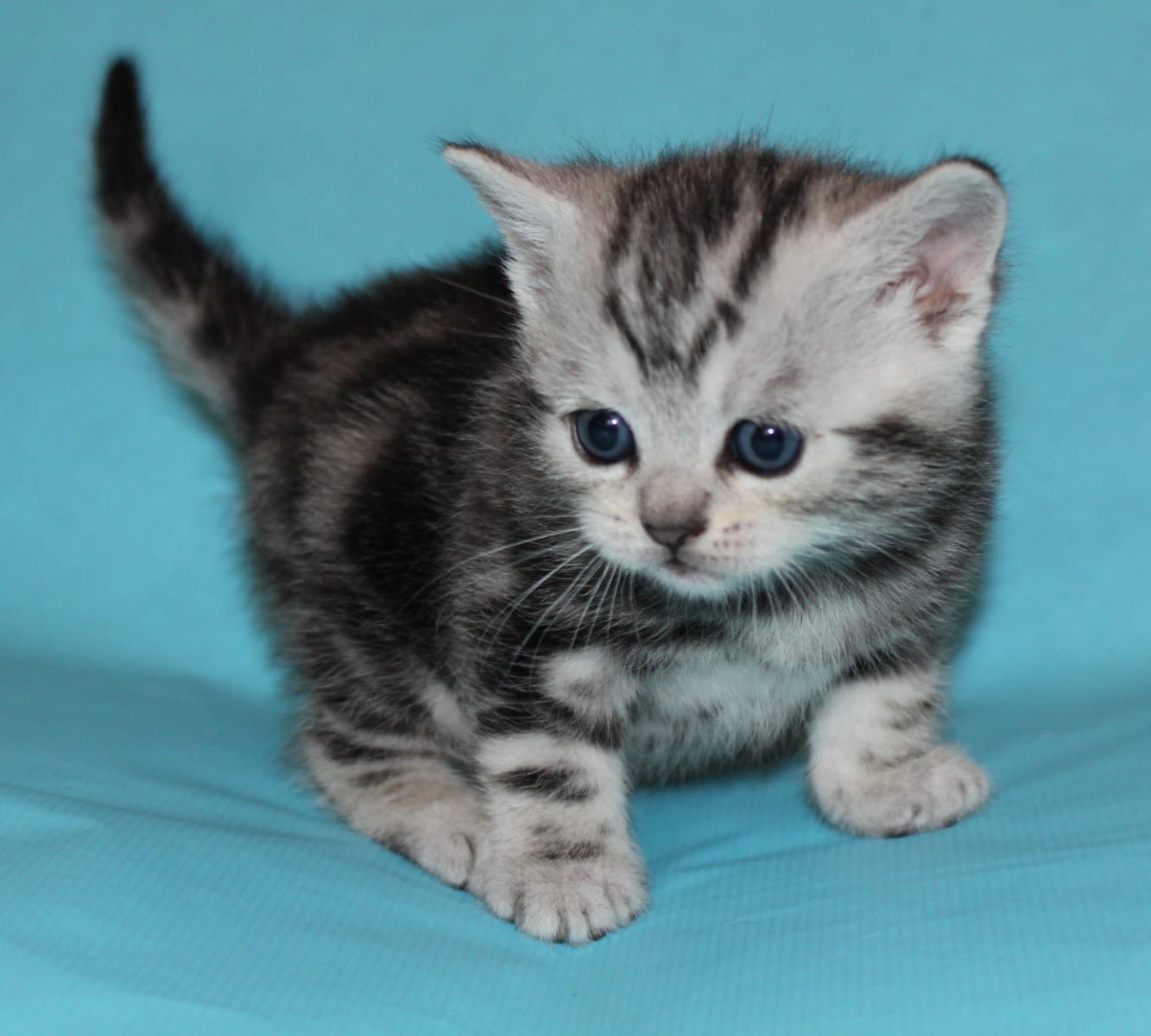 Britisch Kurzhaar Babys BKH Blue Stammbaum und Gesundheitspass ...