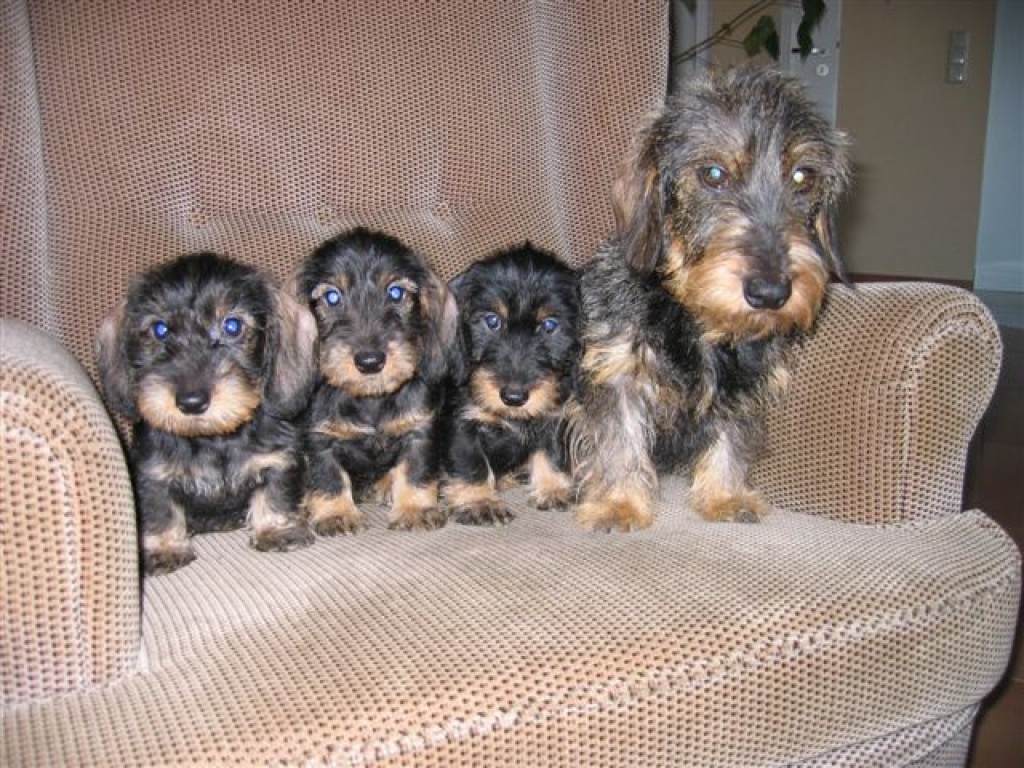 Zwerg-Rauhaardackelwelpen - Dackel