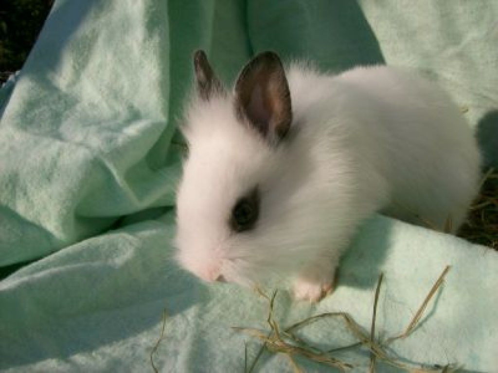 Tieranzeigen Zwerghasen Kleinanzeigen