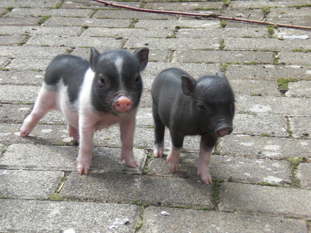 süße Minischweine ab Dezember 2009 - Minischweinchen
