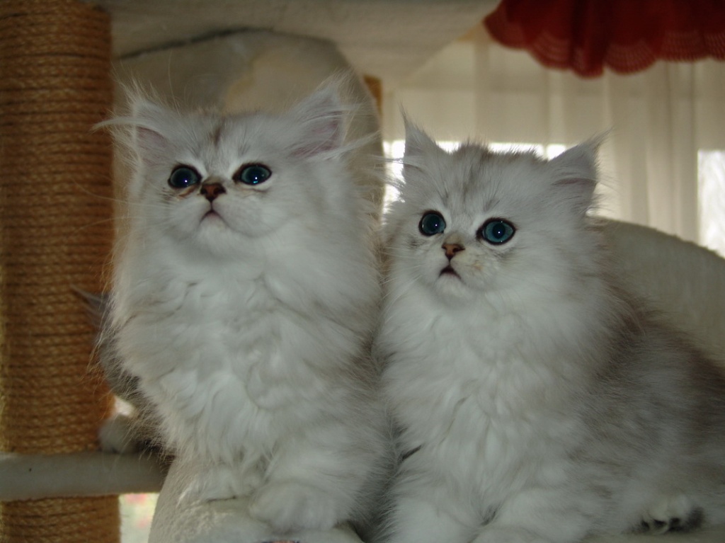 Reinrassige Perserkitten Silver Shaded vom Züchter - Perser