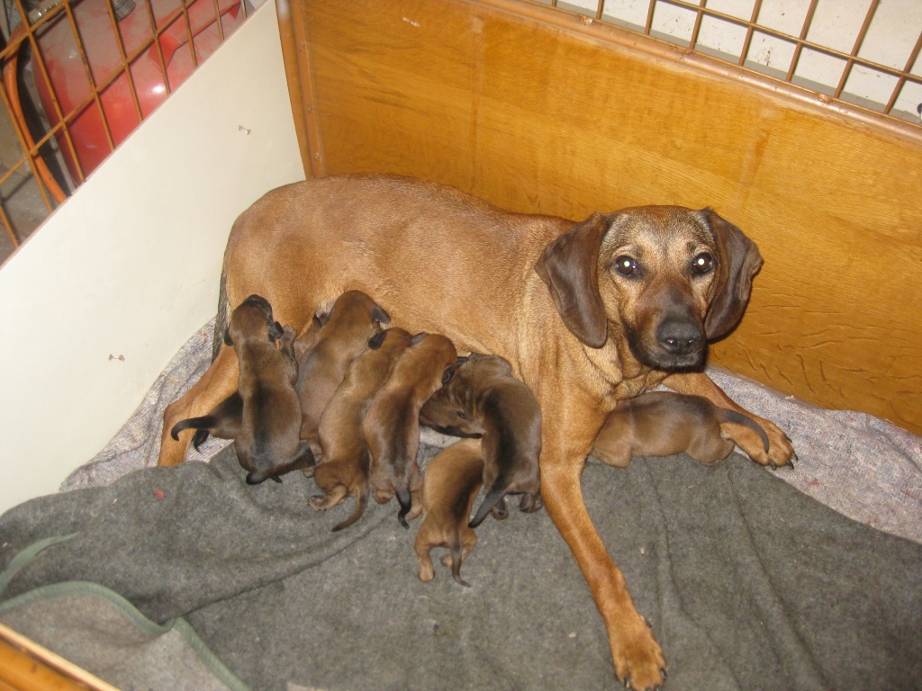BGS-Welpen abzugeben - Bayerischer Gebirgsschweißhund