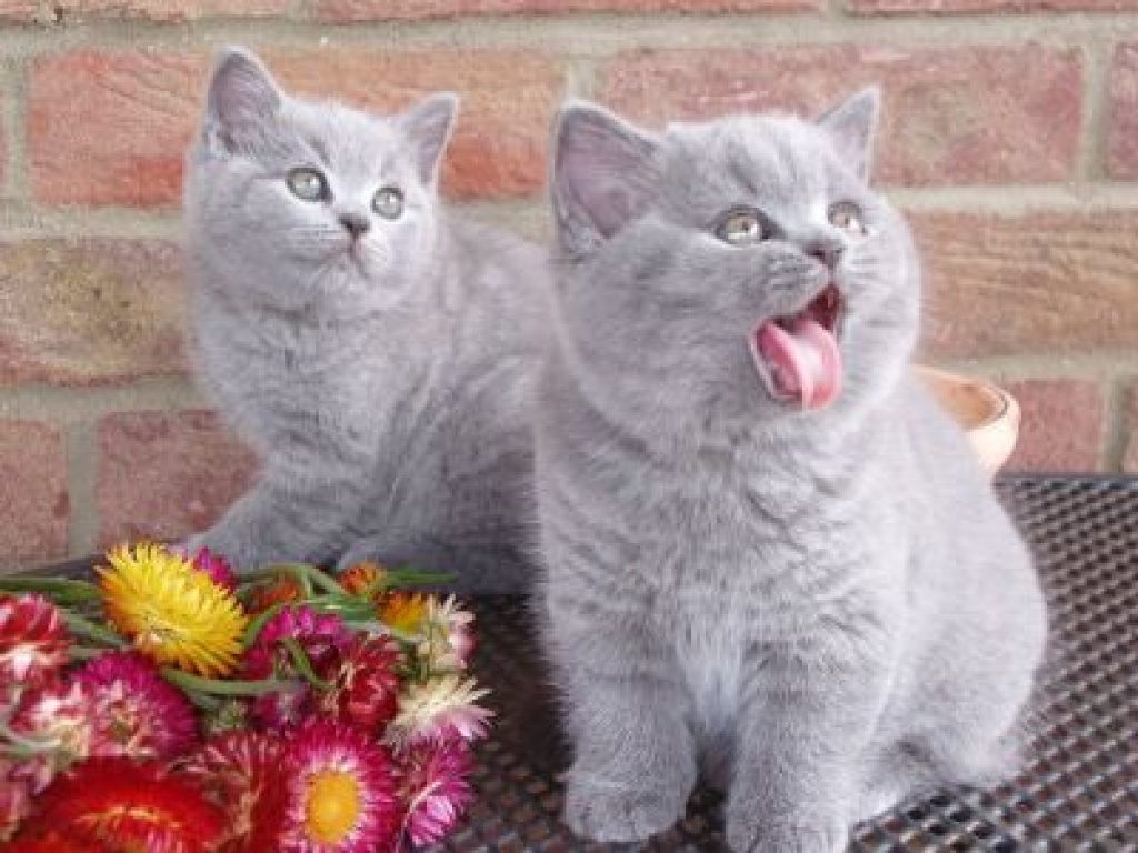 Bkh Katzen Züchter | Canyoufeelthesweetness