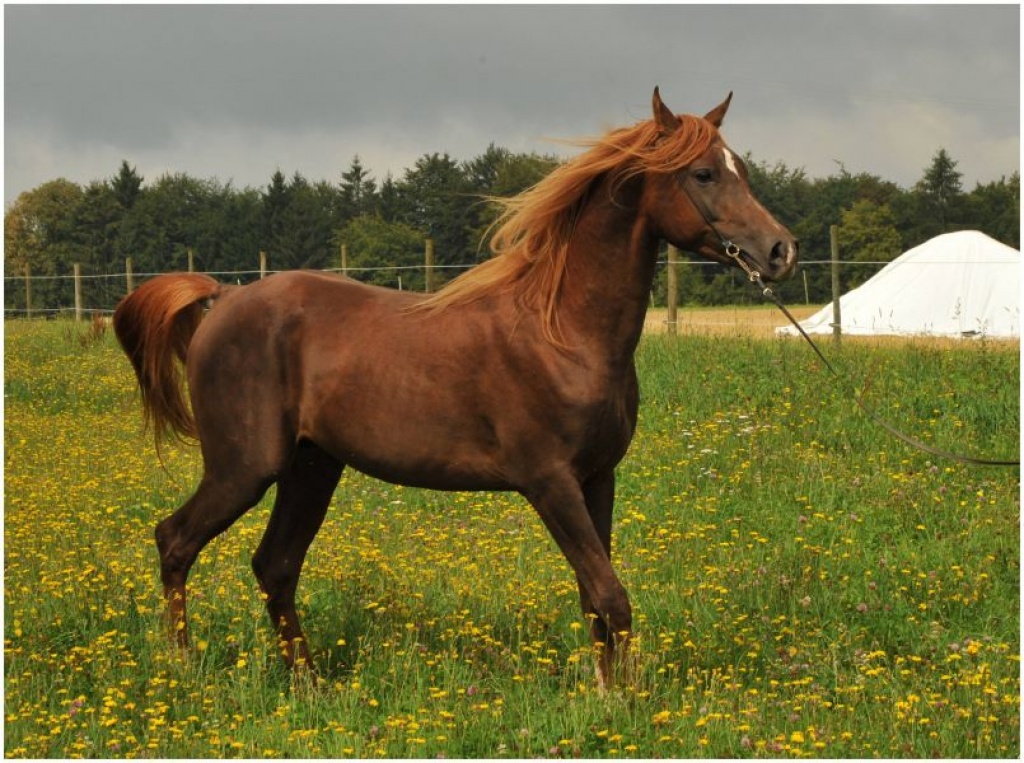 Tieranzeigen Dunkelfuchs Kleinanzeigen