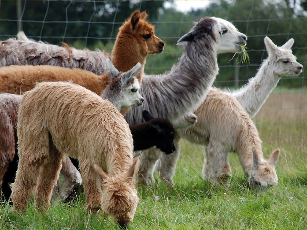 AVALON ALPACAS - größter Alpaka Zuchtbetrieb in Norddeutschland - - Alpaka