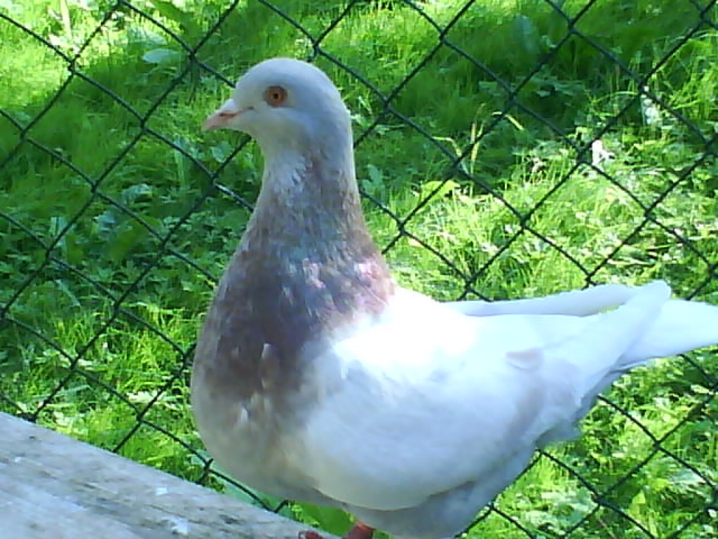 Verkaufe Zuchttauben - Tauben