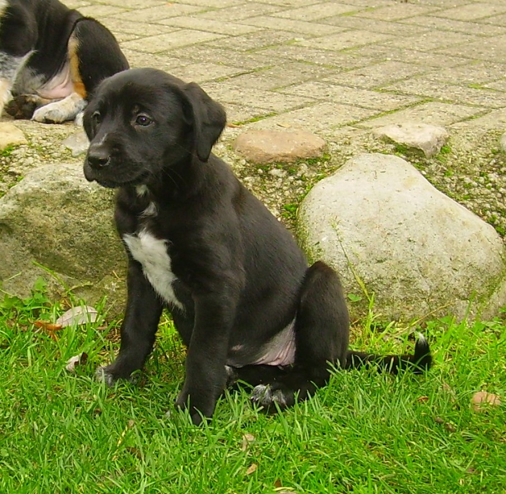 Tieranzeigen Mischlinge Kleinanzeigen