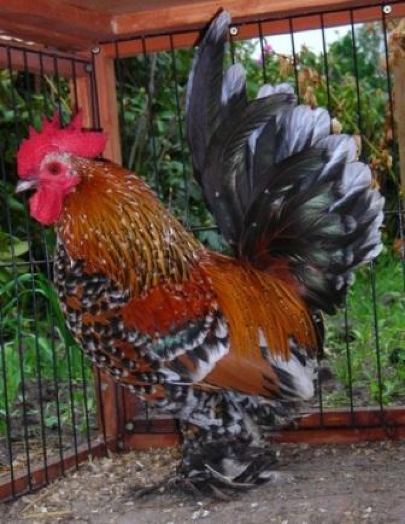 federfüssige Zwerghühner: (Sabelpoots) - Hühner