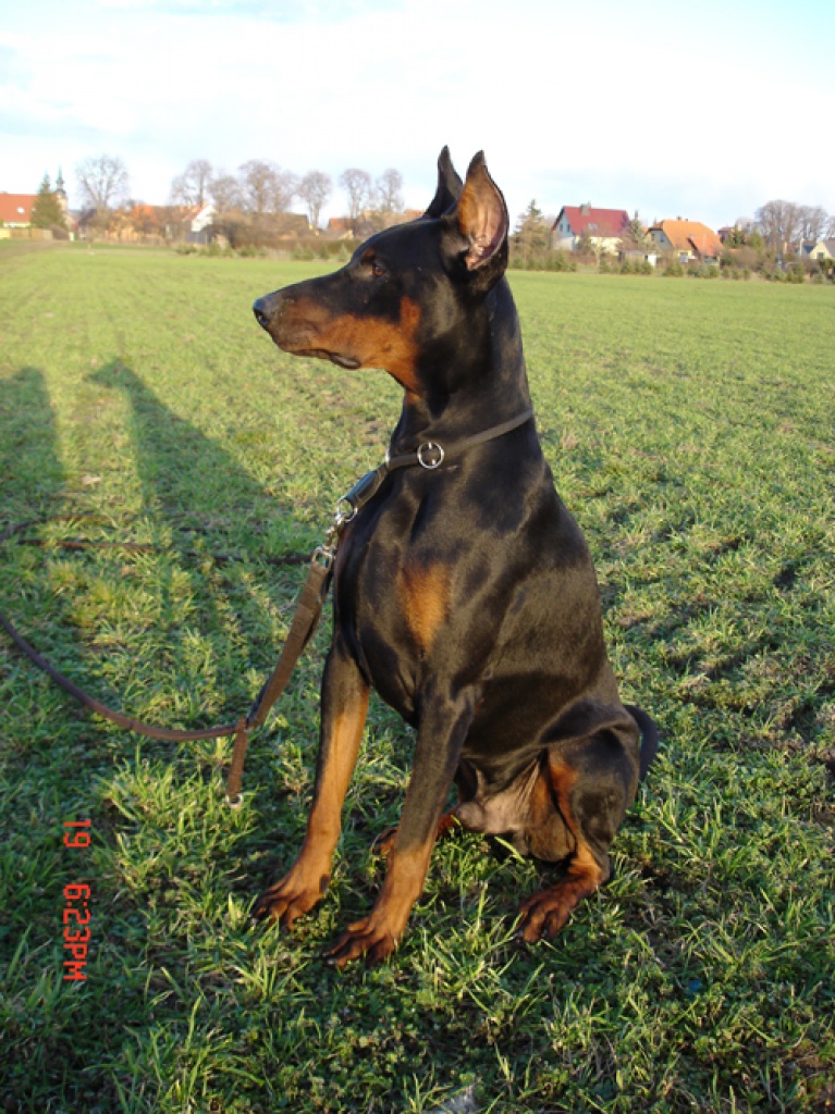 Dobermann Rüde 1 Jahr alt - Dobermann