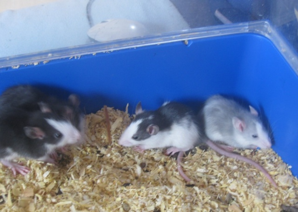 Süße Rattenbabys - Ratten