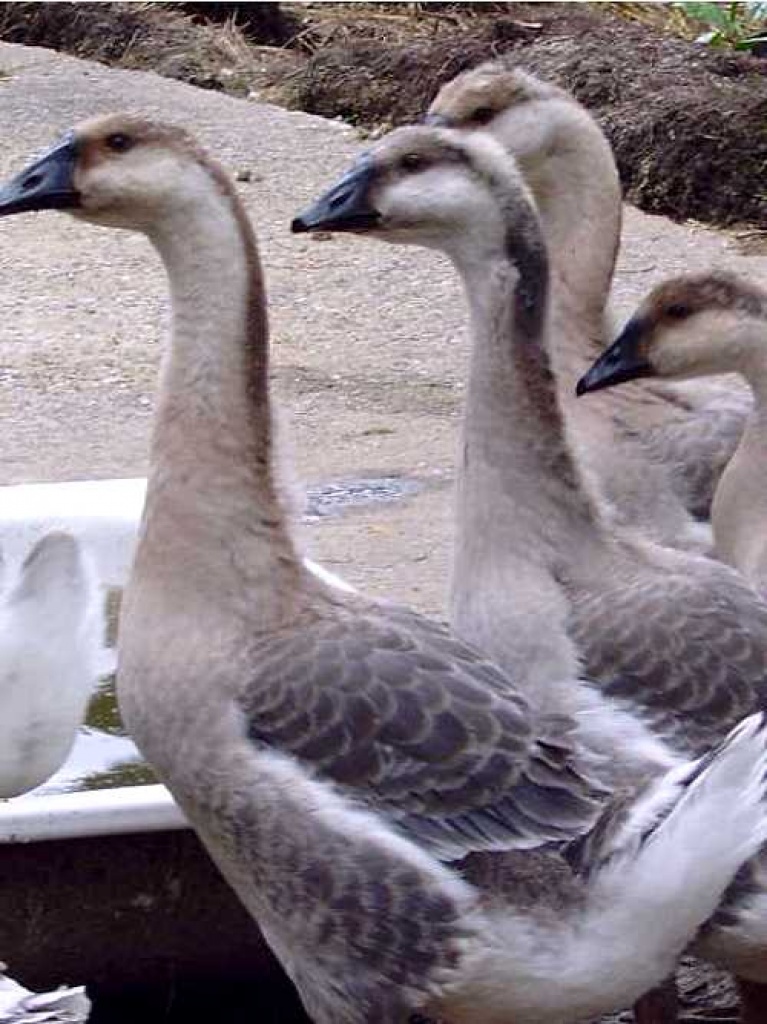 RE: Was für eine Gans - bird.at - forum