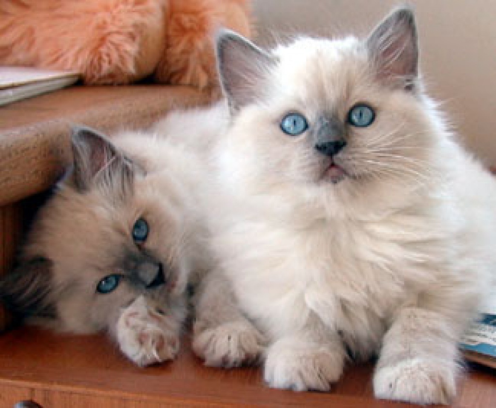 Ragdoll Kitten - Ragdoll