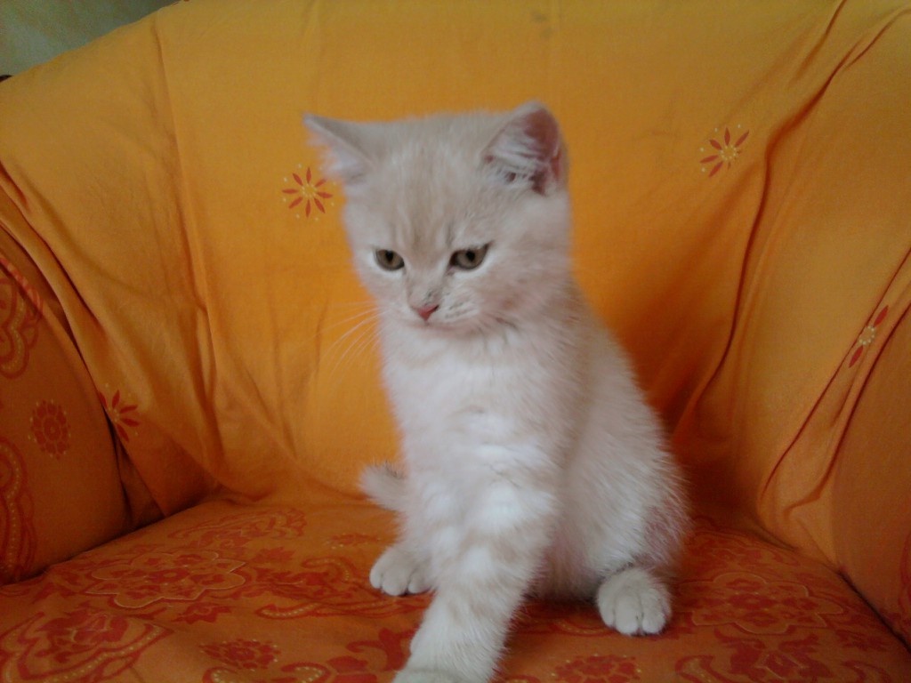 BKH Kater 12 Wochen Creme / Weiß m. Papieren - British Kurzhaar