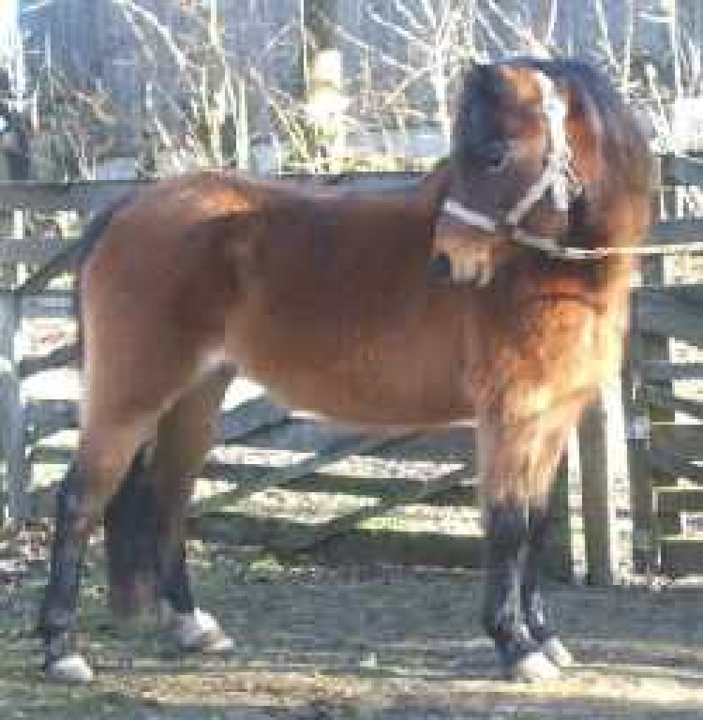 Welsh-B Ponystute - Ponys und Kleinpferde