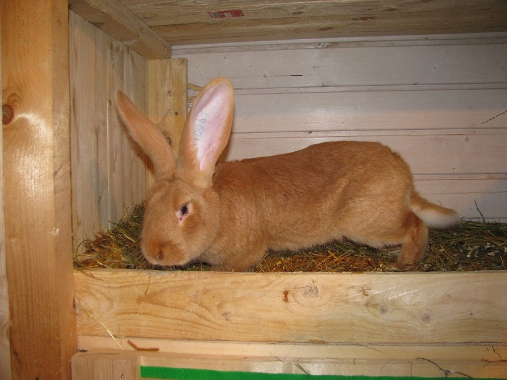 Deutsche Riesenzucht Gelb - Kaninchen