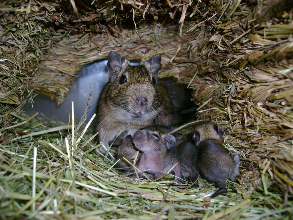 10 Degu Baby´s suchen ein neues zu Hause - Degus