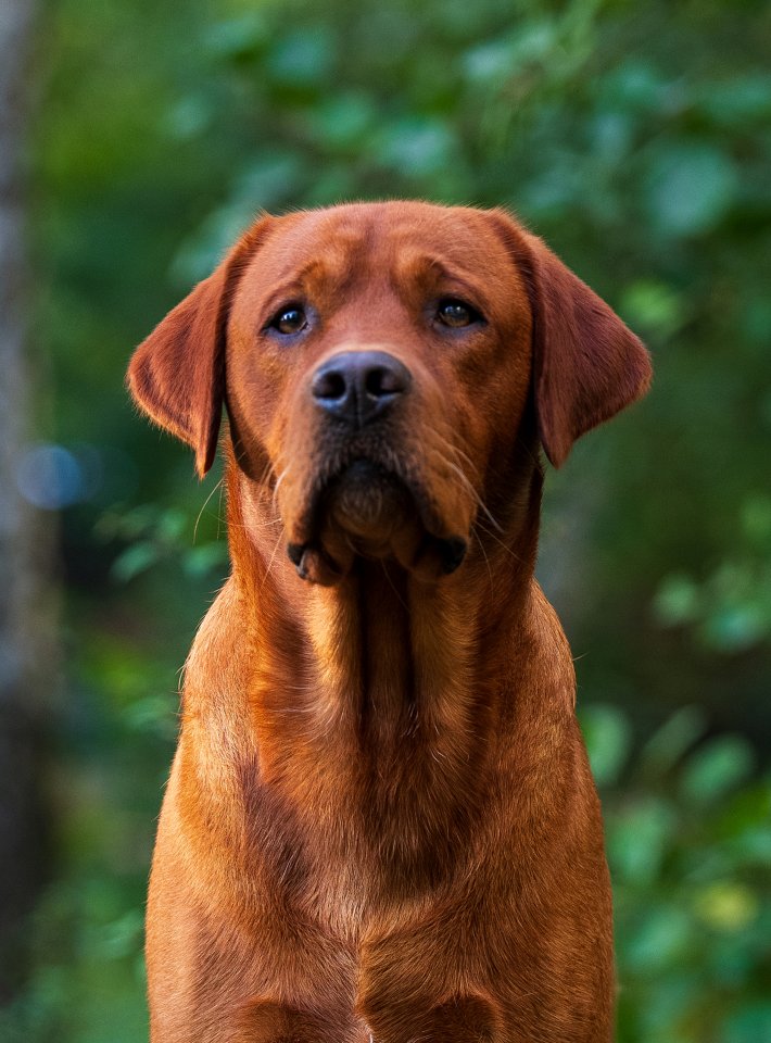 Schone Hunde Kaufen Saarland Bilder