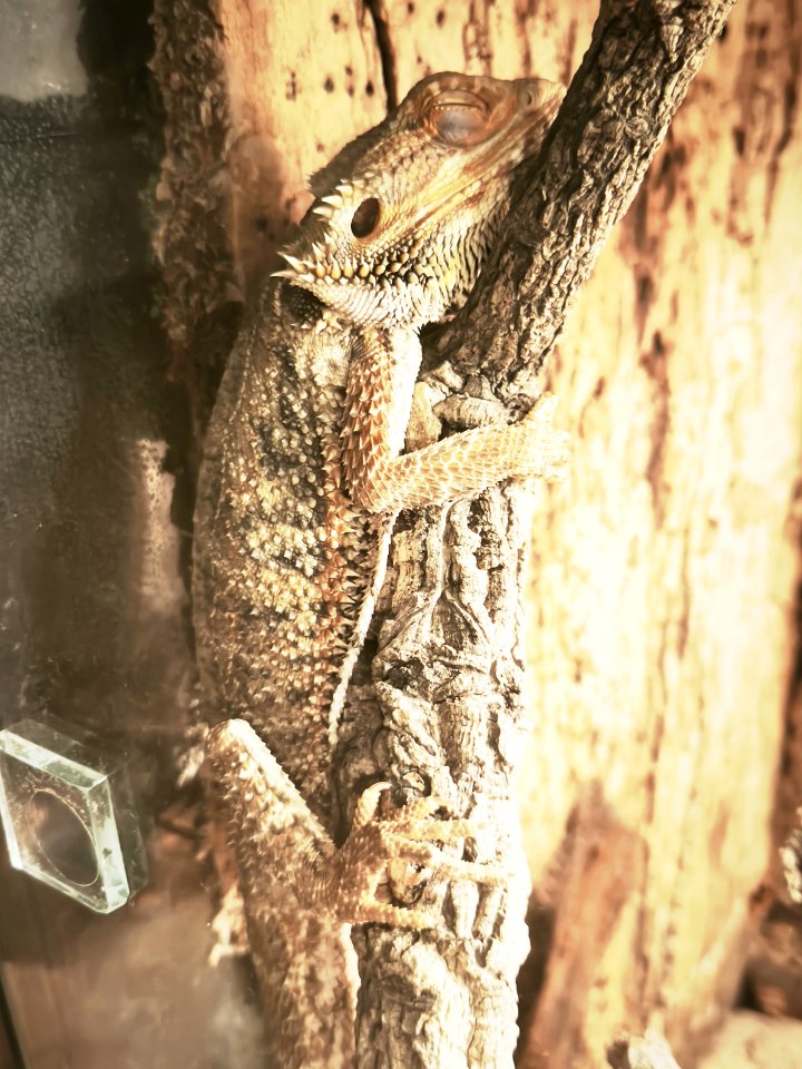 Bartagame kaufen, verkaufen oder abzugeben | 1304 Bartagame Kleinanzeigen