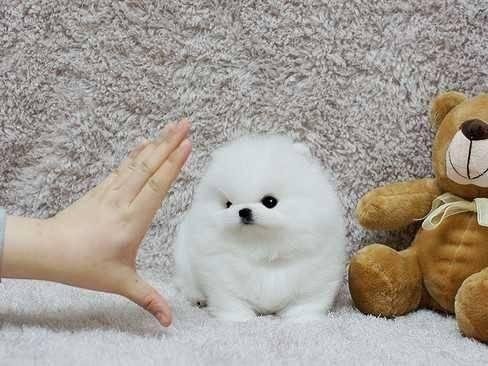 MINI Pomeranian Spitz Boo Welpe · Spitz