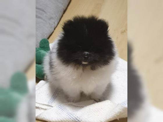 MINI Pomeranian Spitz Boo Welpe · Spitz